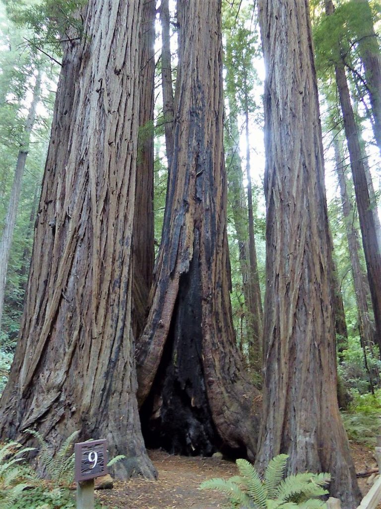 Muir Woods National Monument - Kalifornische Mammutbäume bei San Francisco